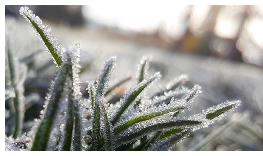 Chance of Frost – L'Ami's Garden Centre