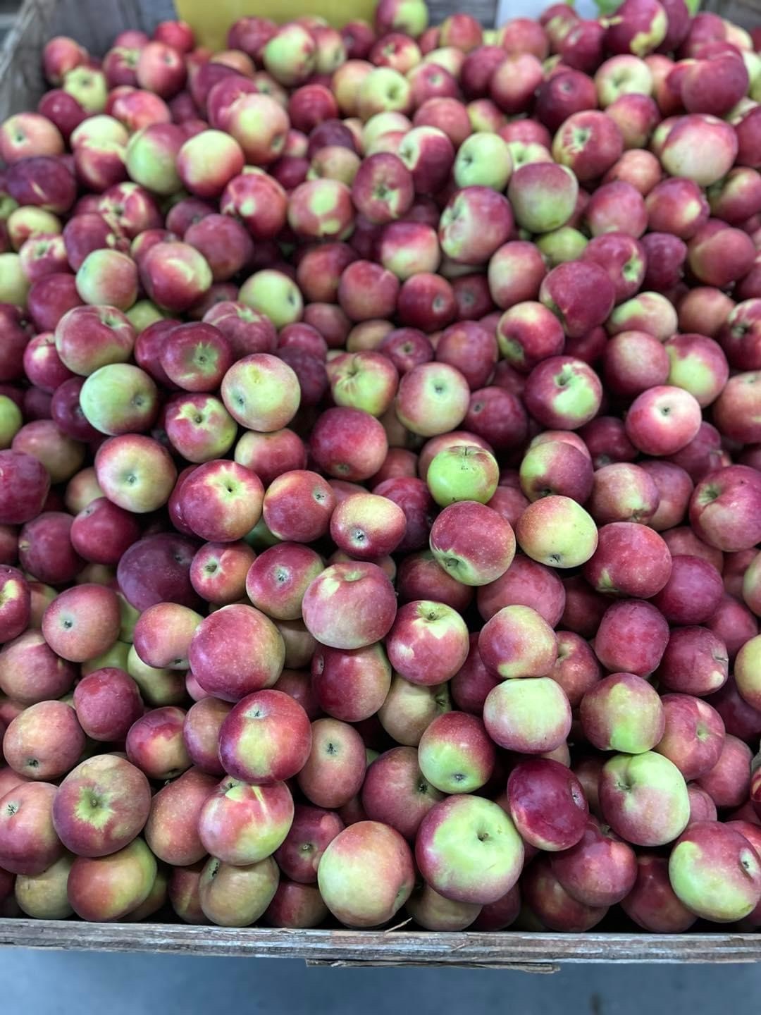 🍎ONTARIO APPLES🍎 DECEMBER BUSHEL SALE – L'Ami's Garden Centre