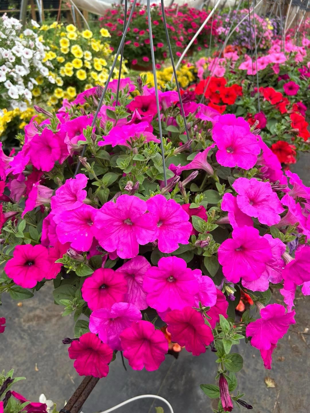 🌺BEAUTIFUL HANGING BASKETS🌸 – L'Ami's Garden Centre