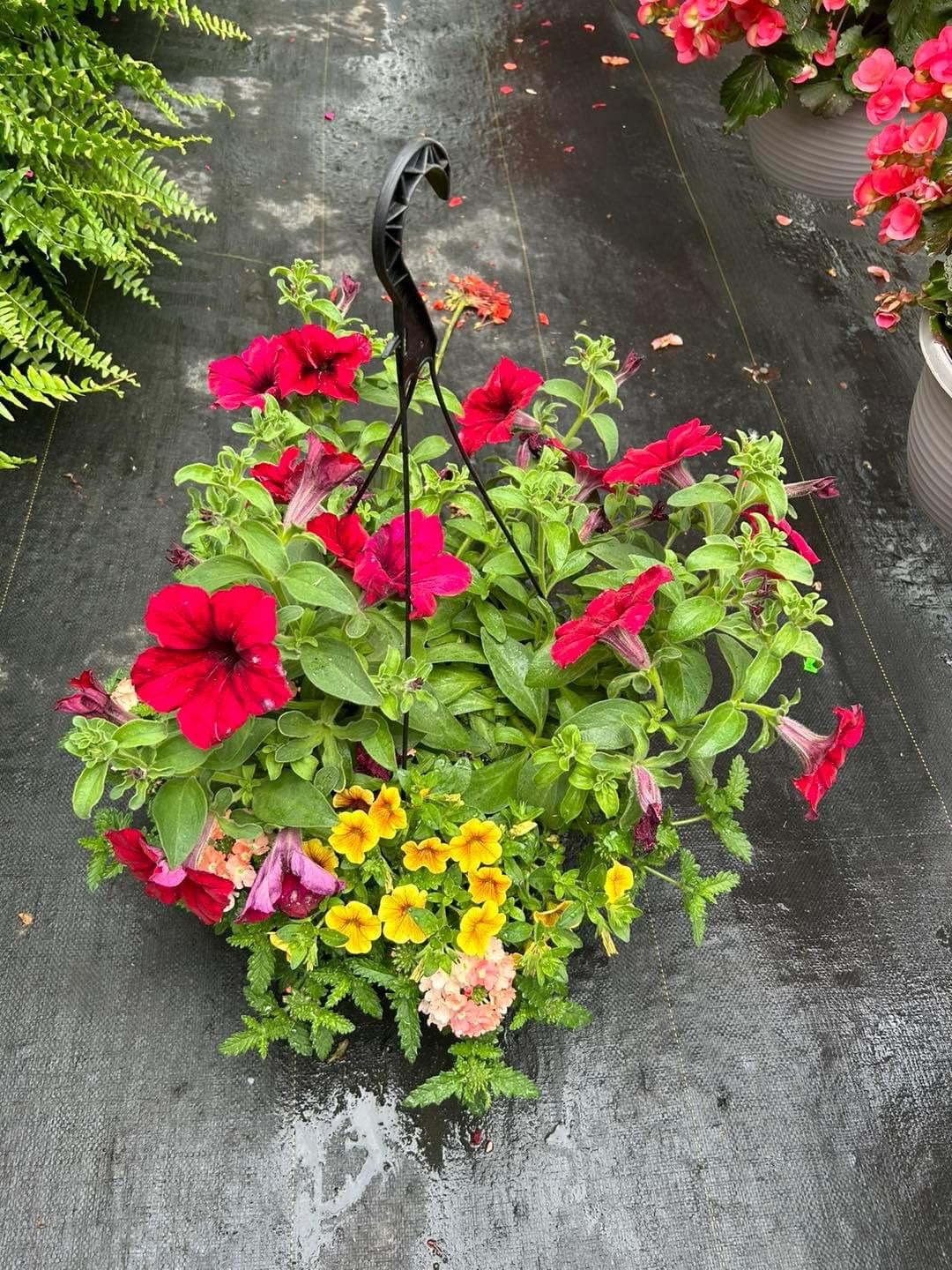 🌺BEAUTIFUL HANGING BASKETS🌸 – L'Ami's Garden Centre