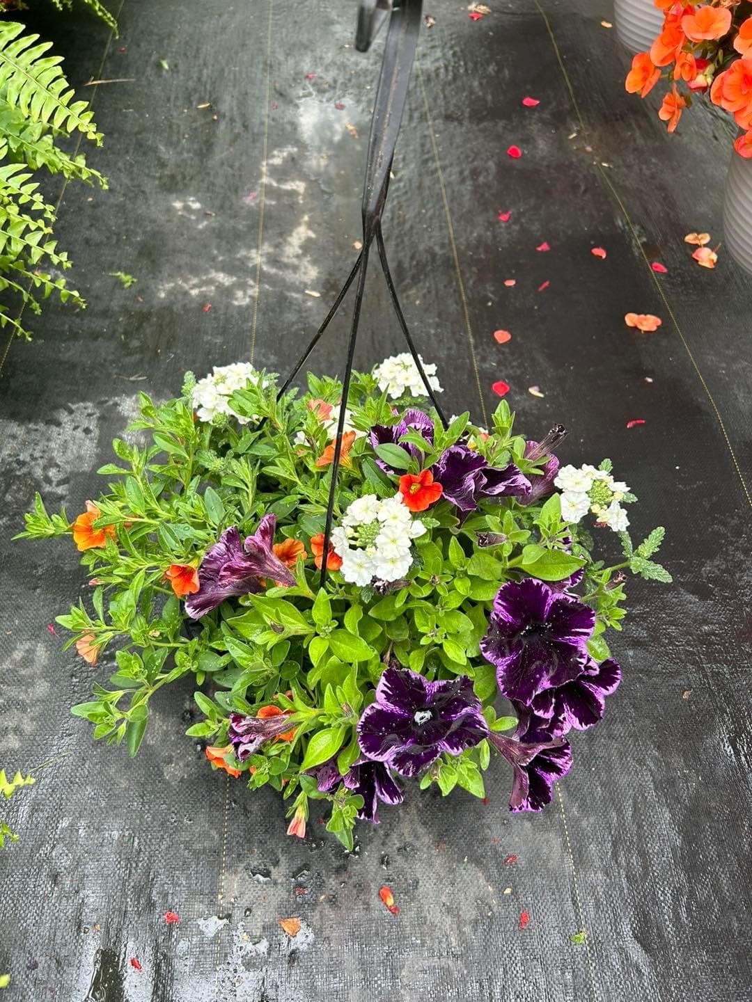 🌺BEAUTIFUL HANGING BASKETS🌸 – L'Ami's Garden Centre
