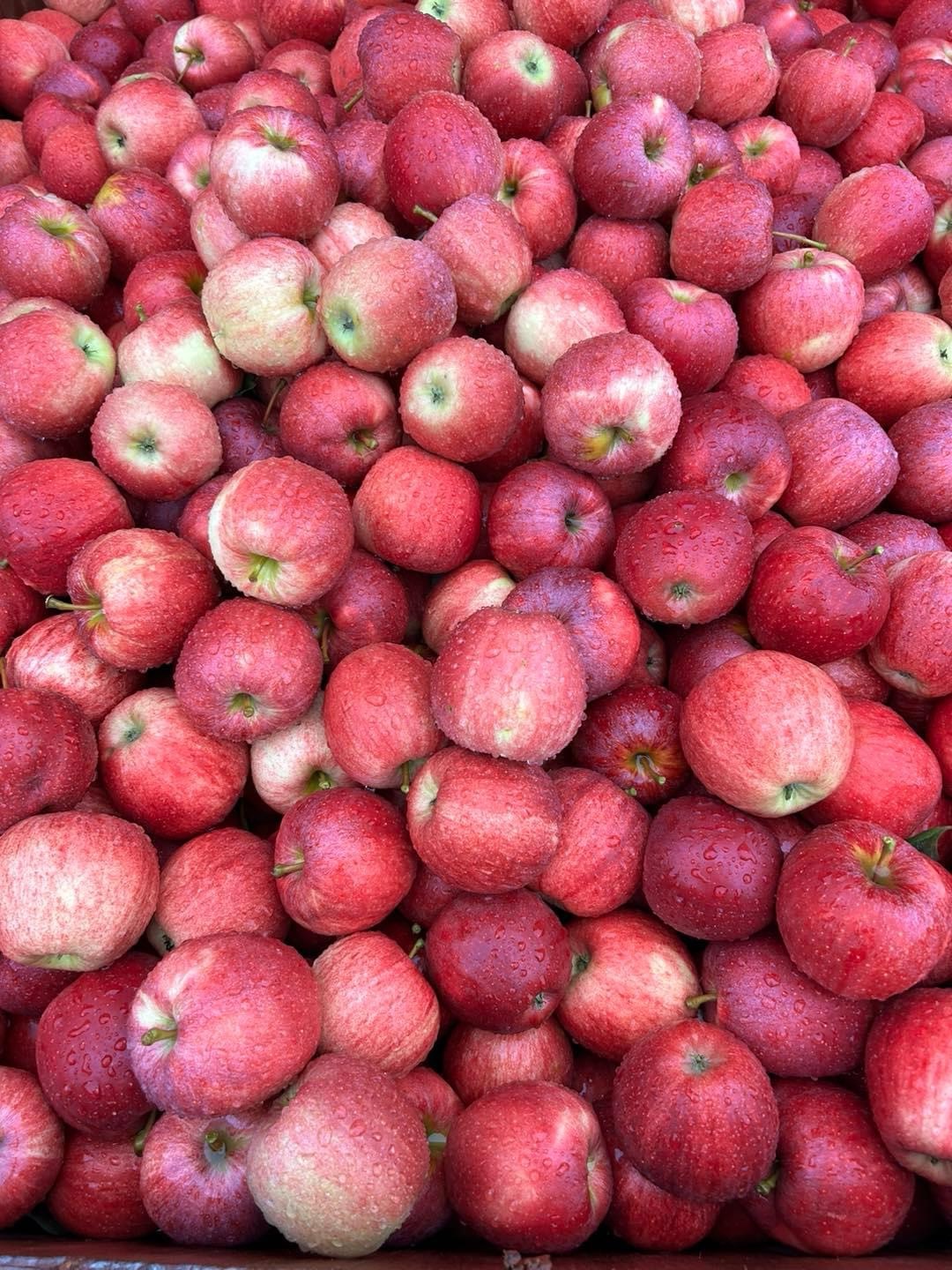 🍏ONTARIO APPLES 🍎 – L'Ami's Garden Centre