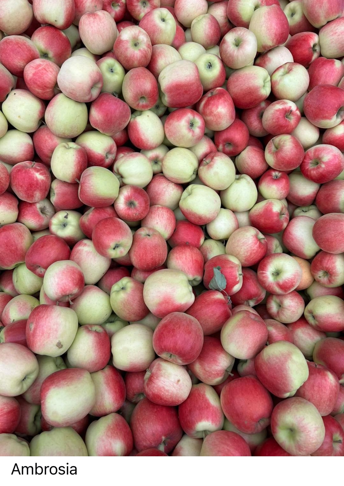 🍎🍏FRESH ONTARIO APPLES 🍏 🍎 – L'Ami's Garden Centre