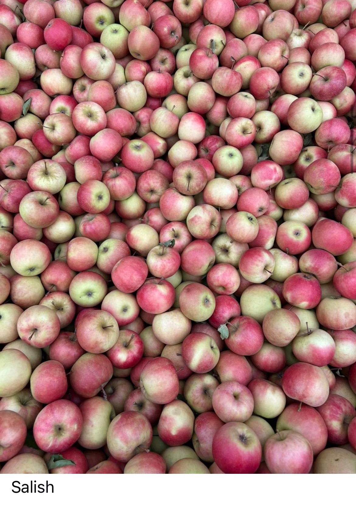 🍎🍏FRESH ONTARIO APPLES 🍏 🍎 – L'Ami's Garden Centre
