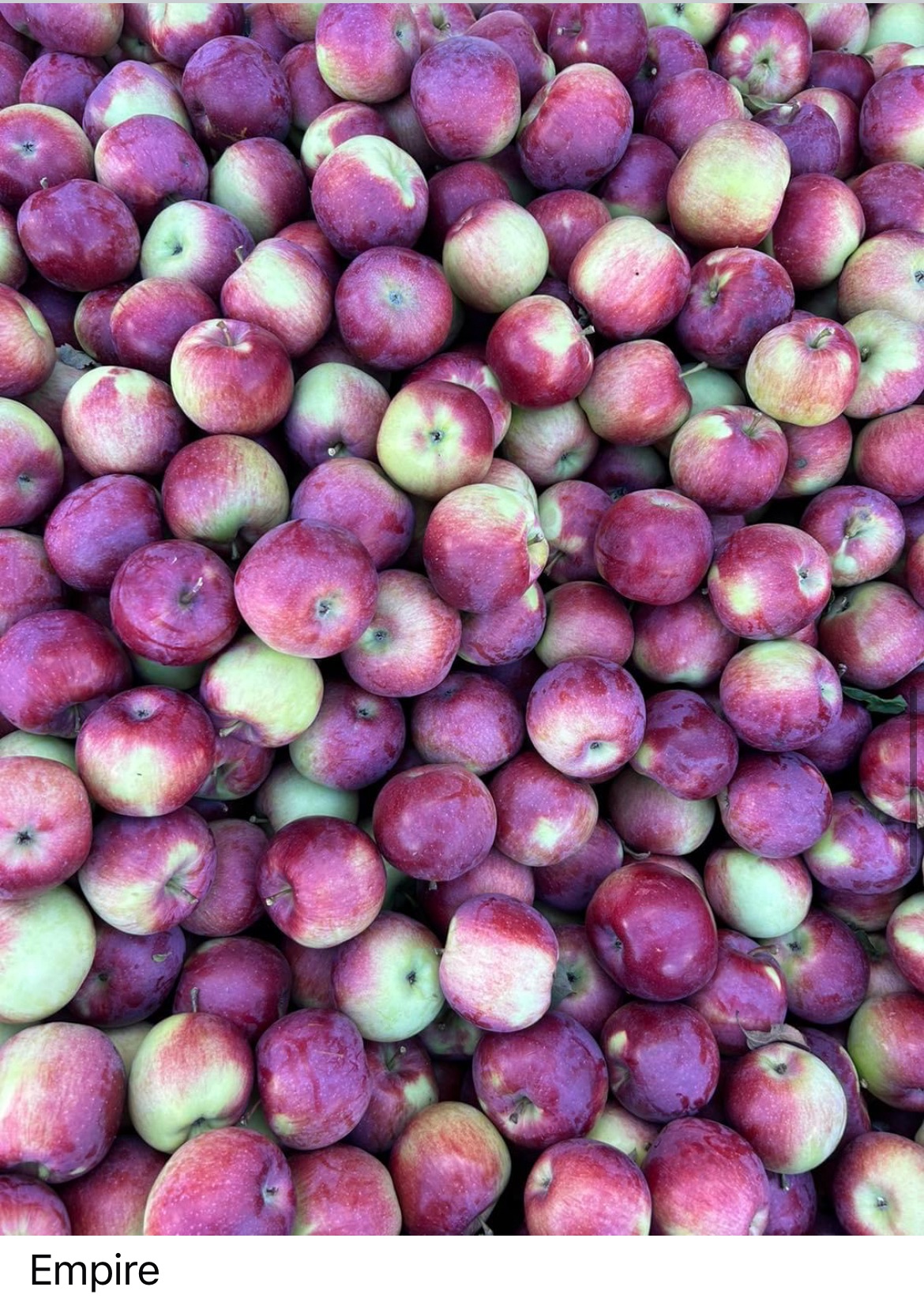 🍎🍏FRESH ONTARIO APPLES 🍏 🍎 – L'Ami's Garden Centre