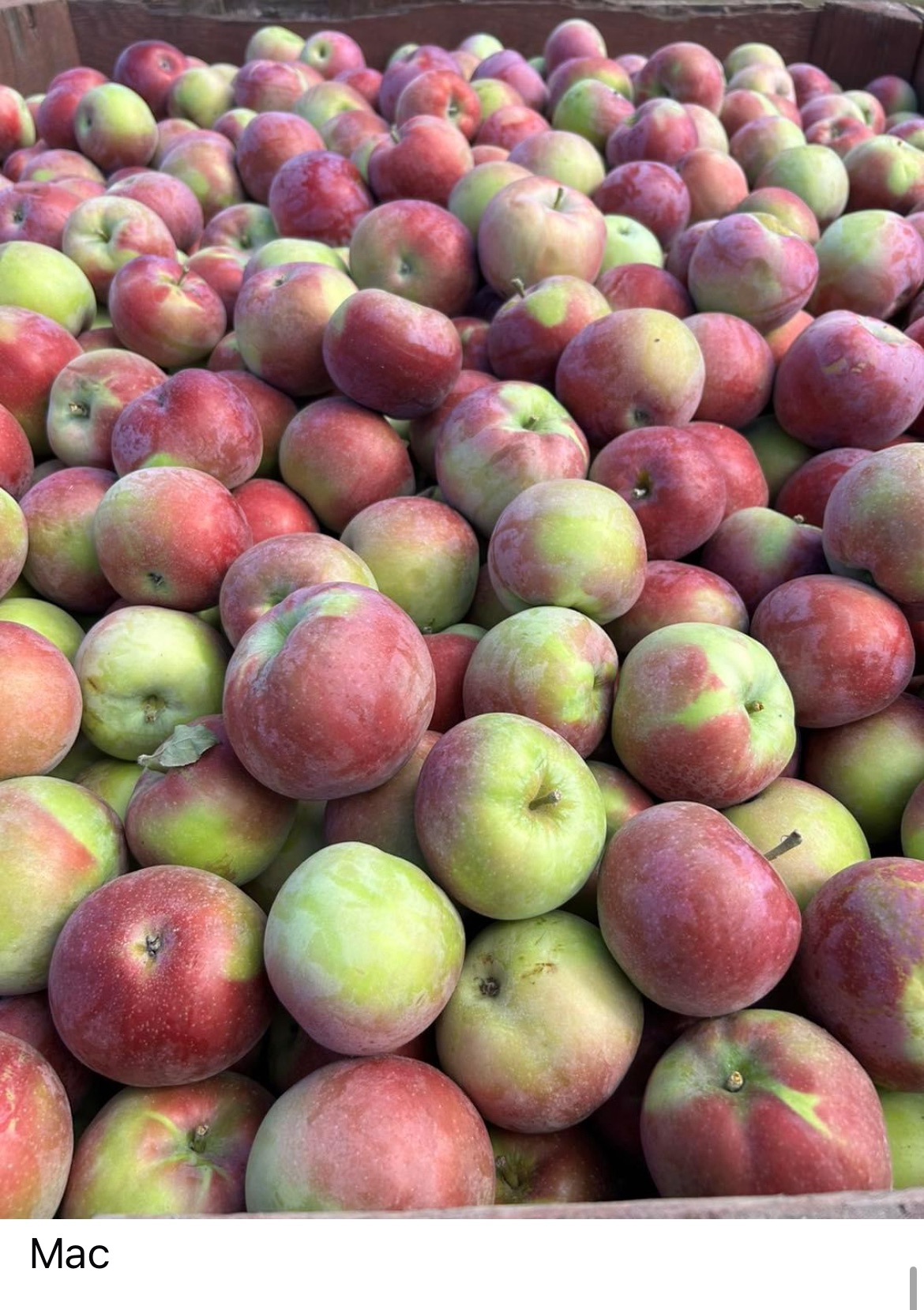 🍎🍏FRESH ONTARIO APPLES 🍏 🍎 – L'Ami's Garden Centre